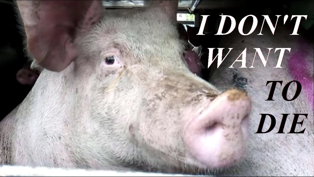 Meeting The Pigs Before Their Slaughter - YouTube