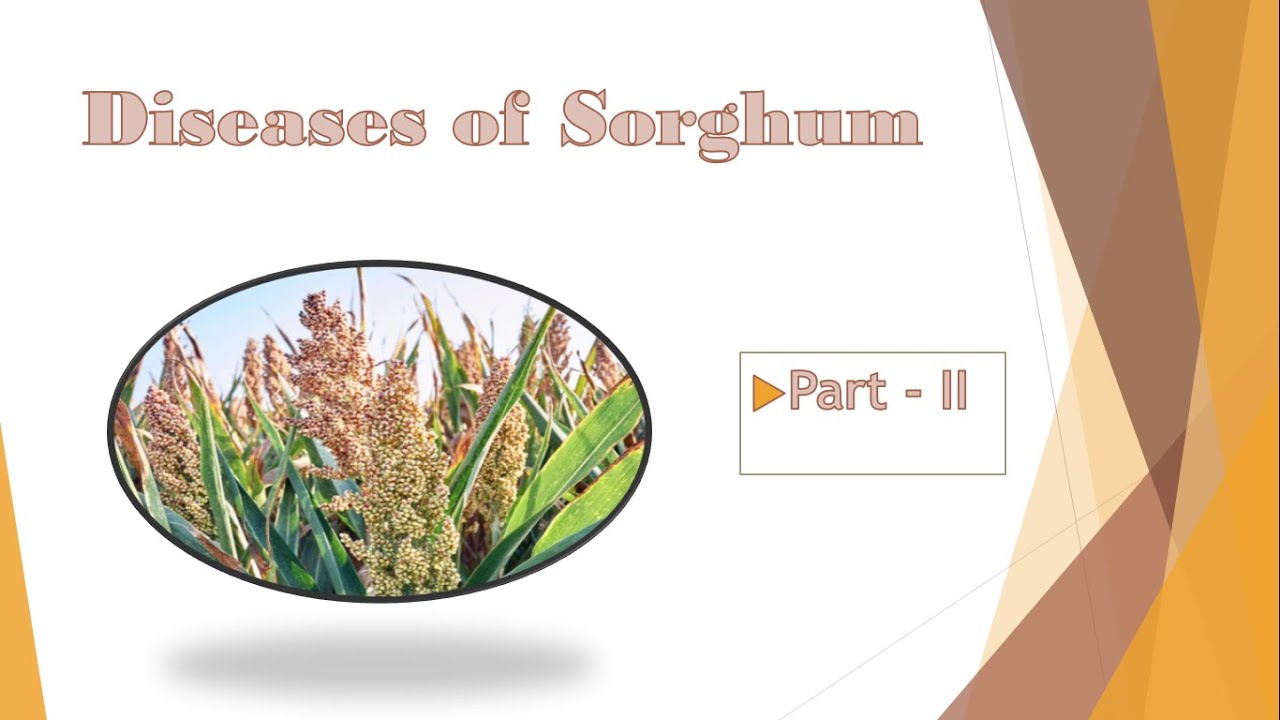 Diseases of Sorghum and their management | Part II - YouTube