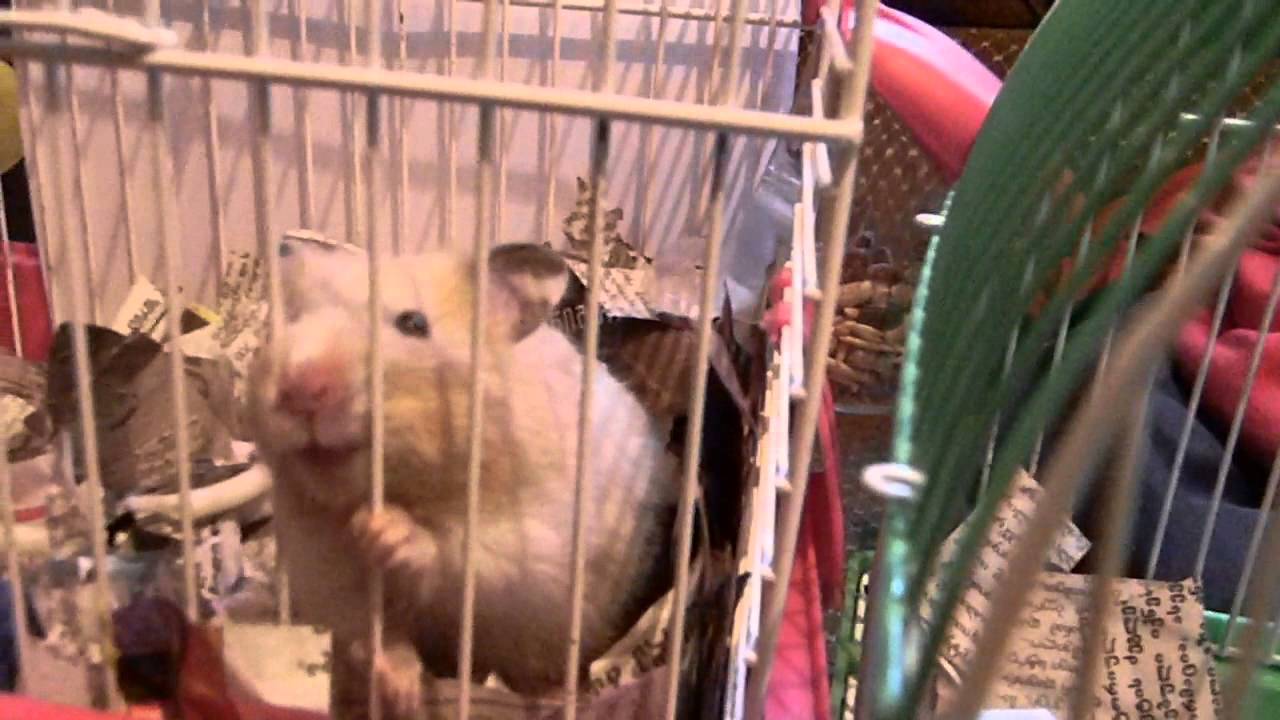 აგრესიული დედა ზაზუნა და ახლად დაბადებული პაწაწინა ზაზუნები ♥™ - YouTube