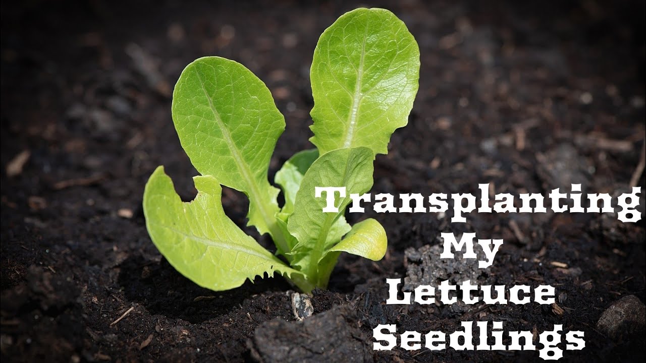 Transplanting Lettuce Seedlings - YouTube
