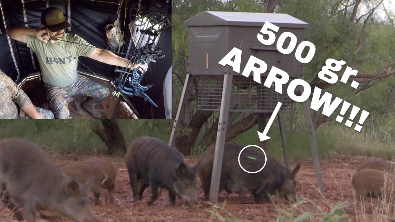 V3 with 500 Grain Arrow VS. a Wild Hog!!! - YouTube