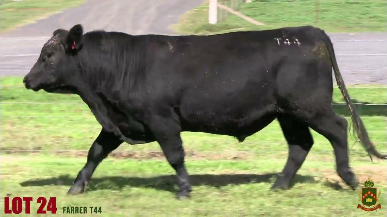 LOT 24 FARRER T44 - YouTube