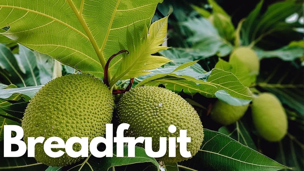 The Ultimate Guide to Breadfruit: From Tree to Table - YouTube