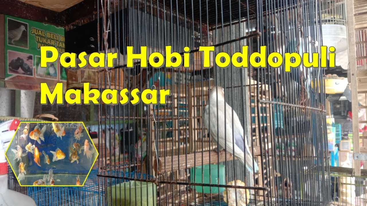 PASAR HOBI TODDOPULI MAKASSAR - YouTube