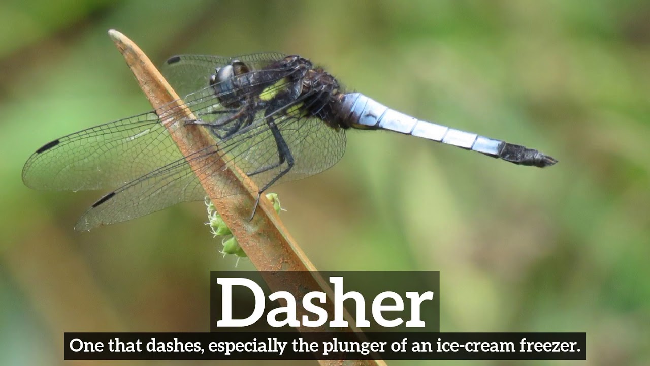 What is Dasher? | How Does Dasher Look? | How to Say Dasher in English ...