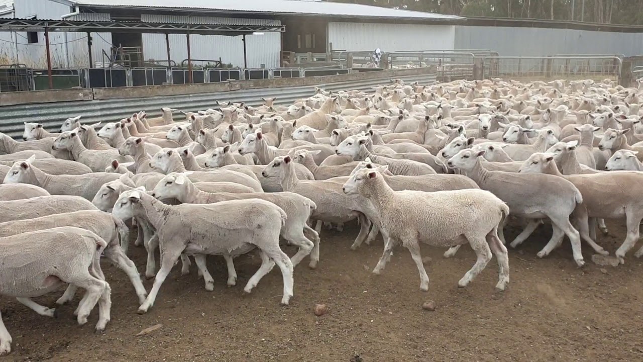 Nerrin Nerrin Past Co Store Lambs - YouTube