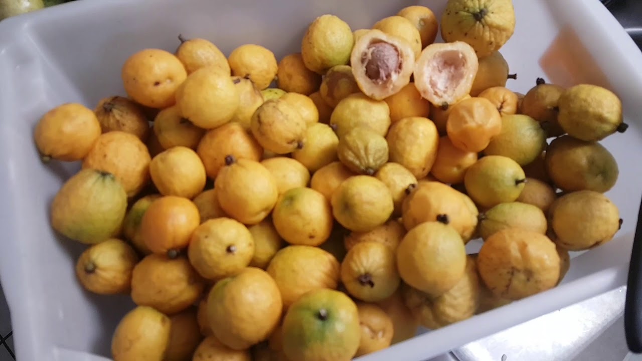 Araça ? Cagaita ? Que fruto é esse. ? - YouTube