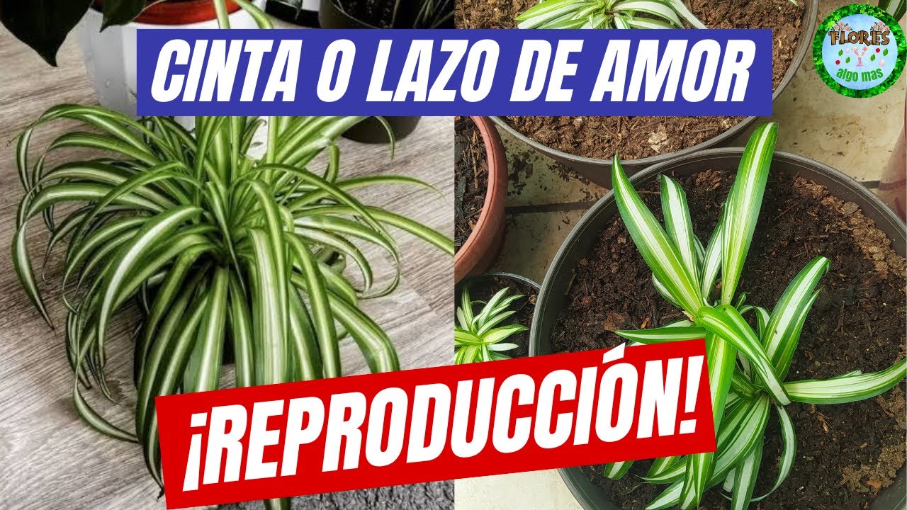 Como REPRODUCIR la planta CINTA o LAZO DE AMOR de diferentes formas de ...