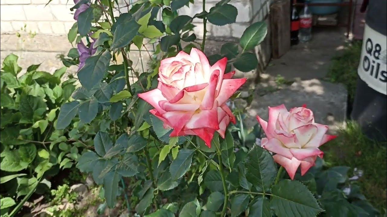 Роза Императрица Фарах . Rosa Imperatrice Farah . Чайно-гибридная роза ...