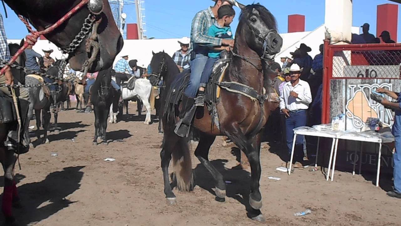 Caída de caballo, Cabalgata feria ganadera 2015 - YouTube