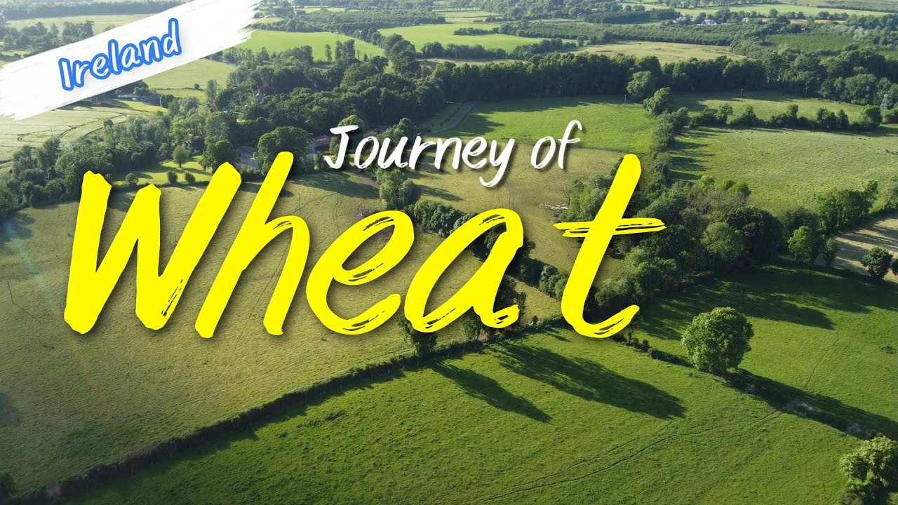 From Field to Table: The Journey of Wheat Farming in Ireland - YouTube