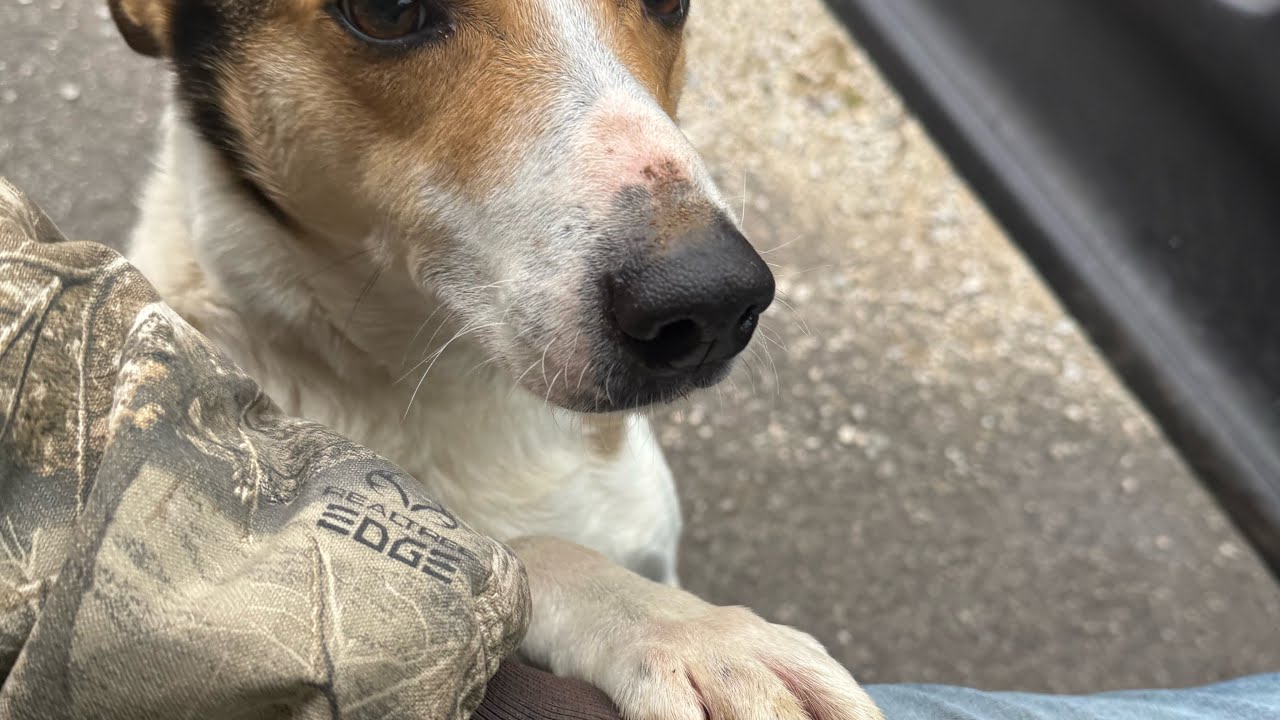 "Meet Nubby: The Rescue Dog with a Tail that Stole Our Hearts" - YouTube