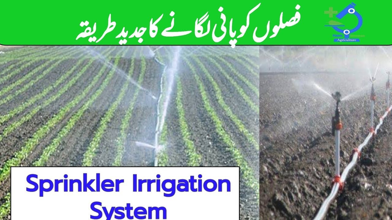 Sprinkler Irrigation System | Sprinkler Irrigation In Pakistan - YouTube