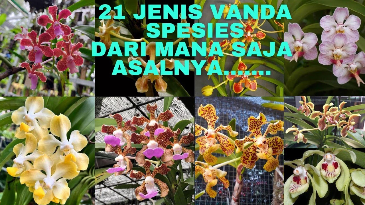VANDA SPESIES INDONESIA // 21 Jenis anggrek vanda spesies beserta ...