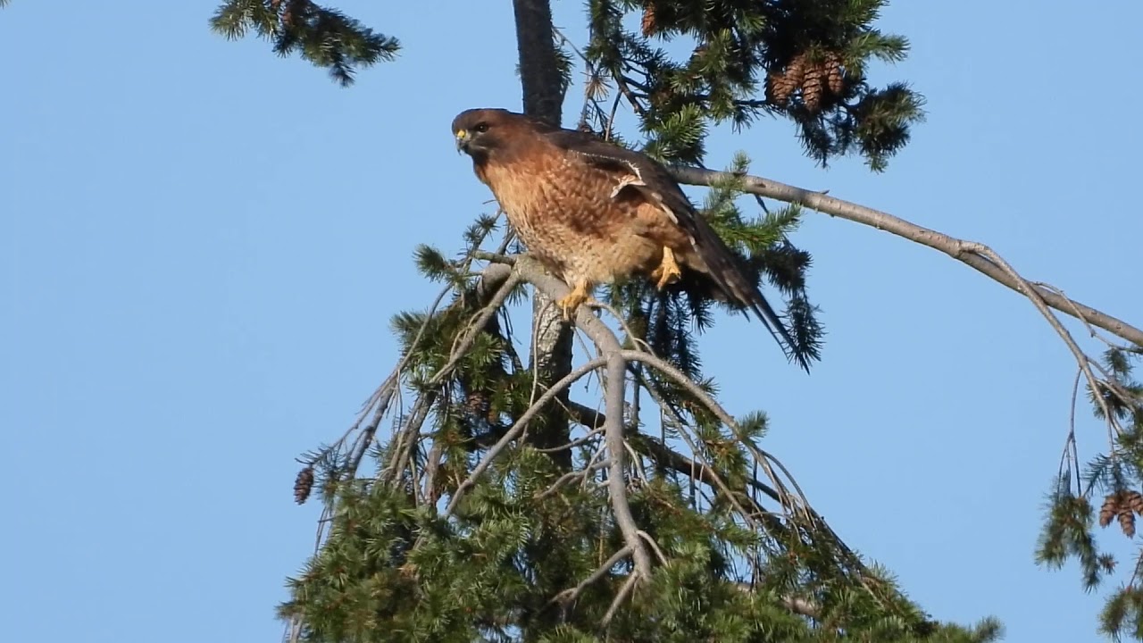 Rouse and stretch and turn from lovely Red Tailed Hawk - YouTube