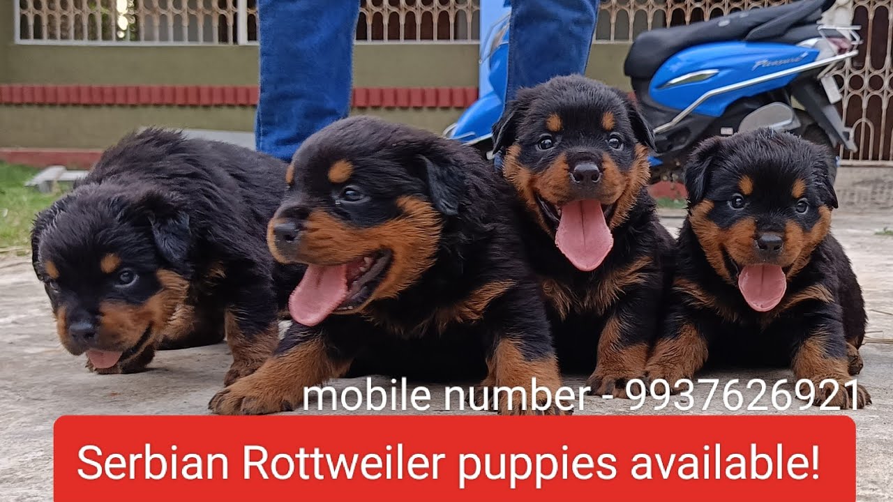 Serbian Rottweiler puppie available || at a cheap price 🔥 Russian ...