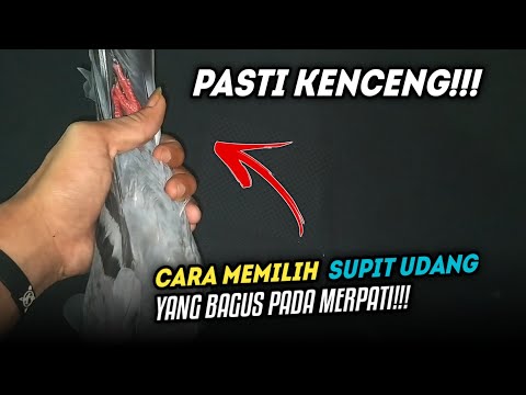 CARA MEMILIH SUPIT UDANG MERPATI YANG BAGUS‼️