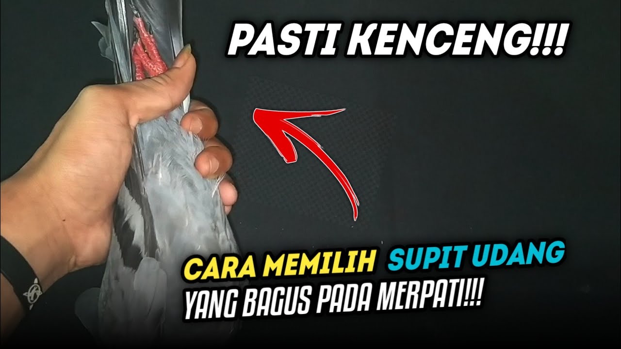 CARA MEMILIH SUPIT UDANG MERPATI YANG BAGUS‼️ - YouTube