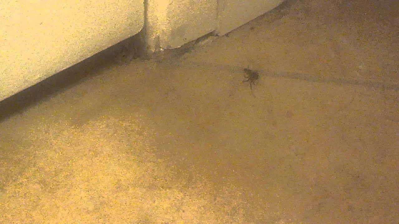 Black Widow Spider vs. Earwig - YouTube