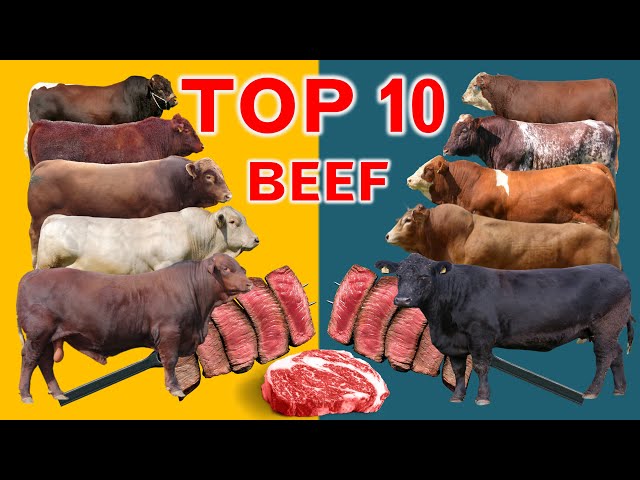 Different Types Of Beef Cattle