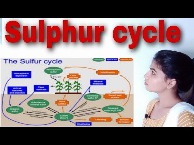 Sulphur Cycle Ppt