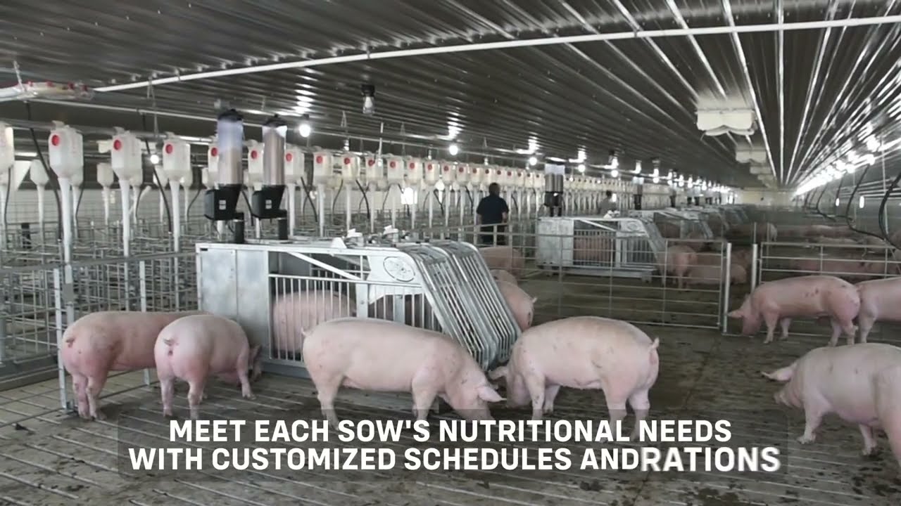 AP's Gestation Sow Feeder: Better Management Made Easy - YouTube
