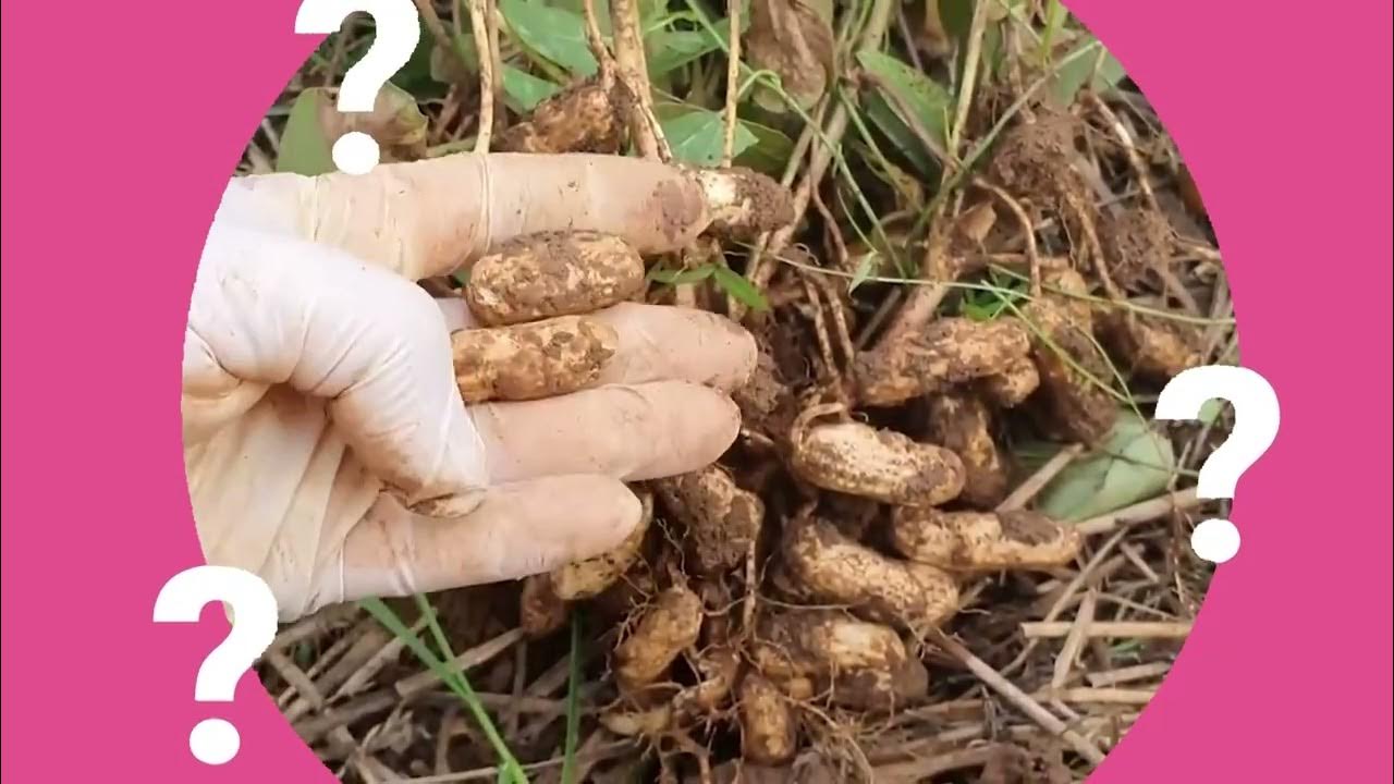 Дали знаете? - Кикирики - YouTube