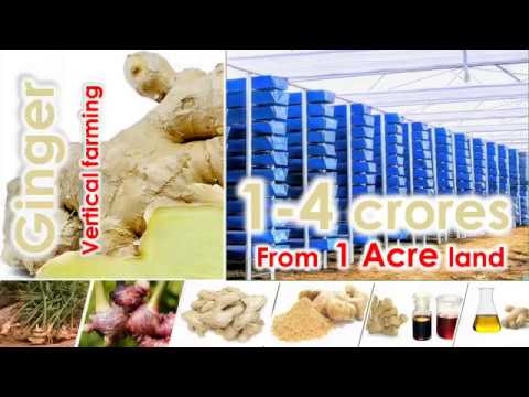 Earn 1-4 Crores with Ginger Vertical Farming - YouTube