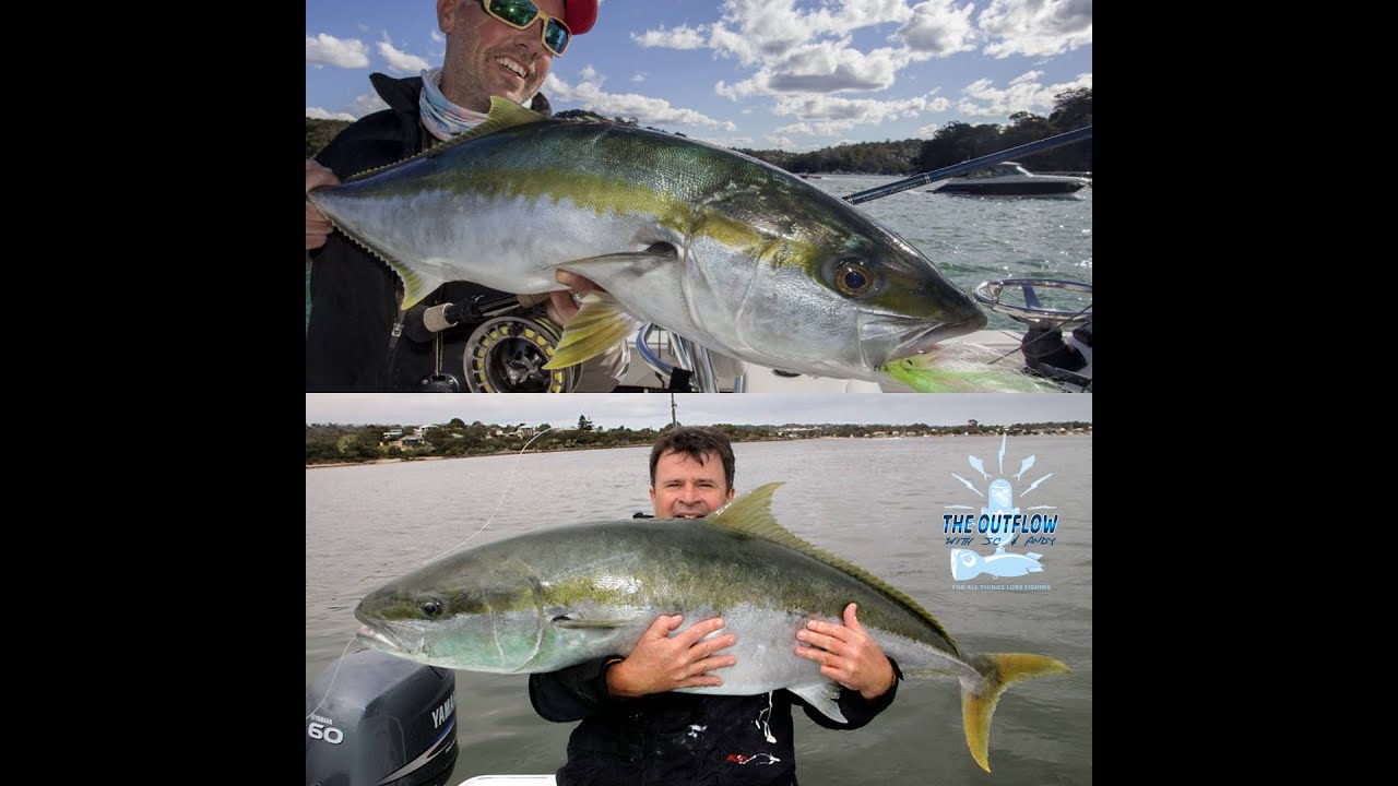 Yellowtail Kingfish In Australia: The big picture and hard questions ...