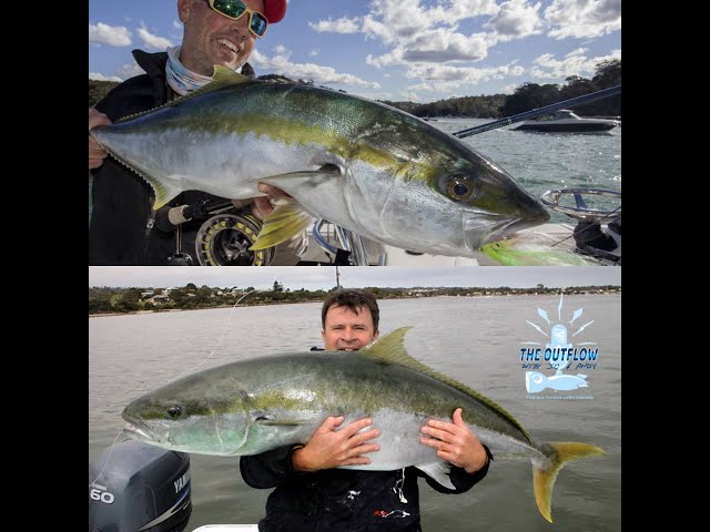 Yellowtail Kingfish Youtube How To Catch Winter Kingfish – Daiwa
