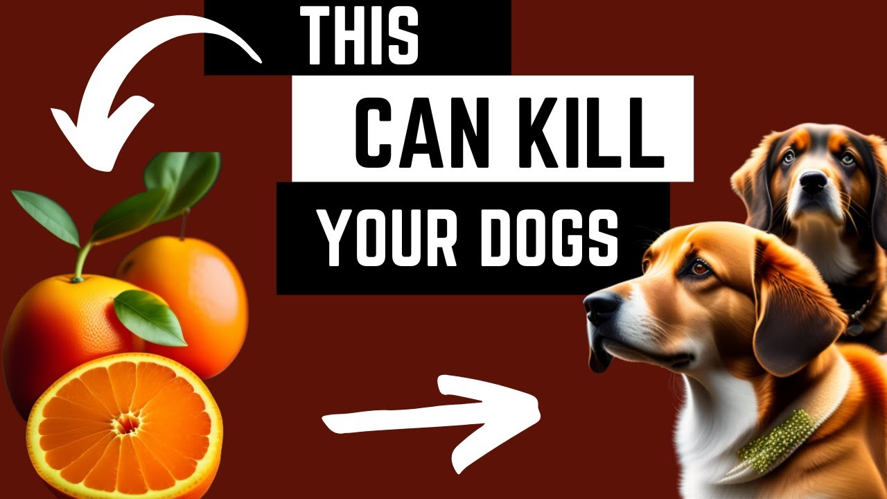 The Five Foods that can Kill your Dogs! - YouTube