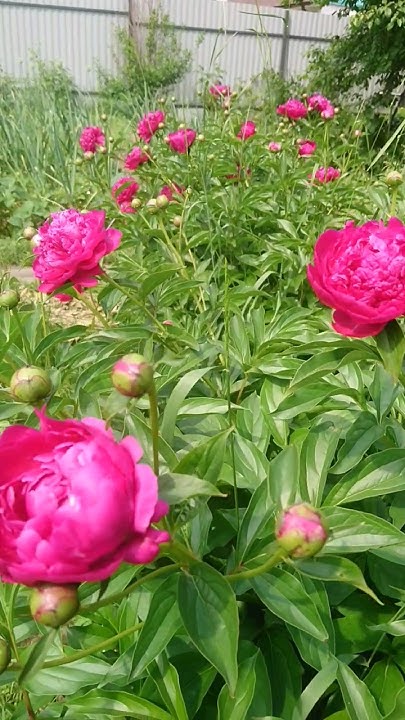 Пиончики 🤗💗#nature - YouTube