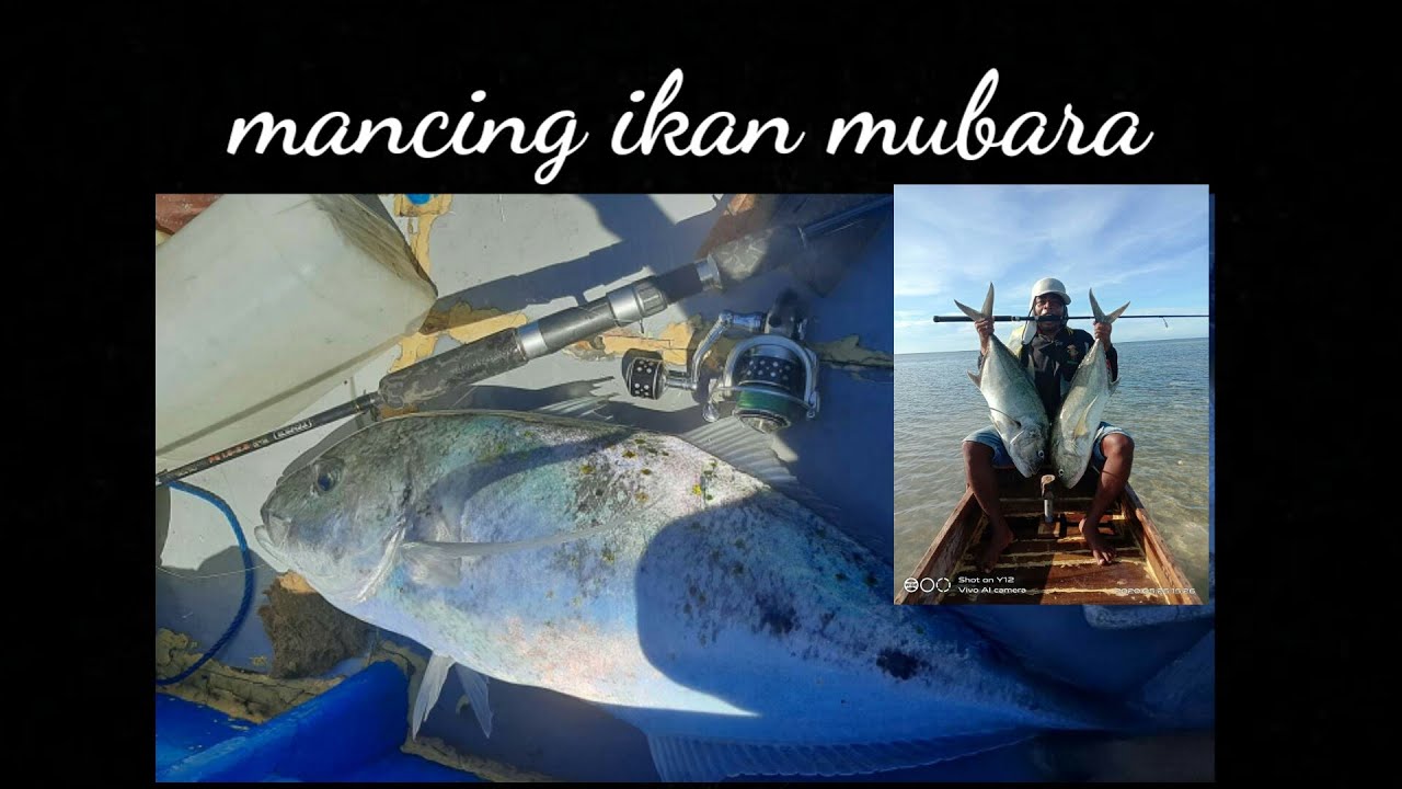 Pacing ikan mubara besar-anak kampung - YouTube