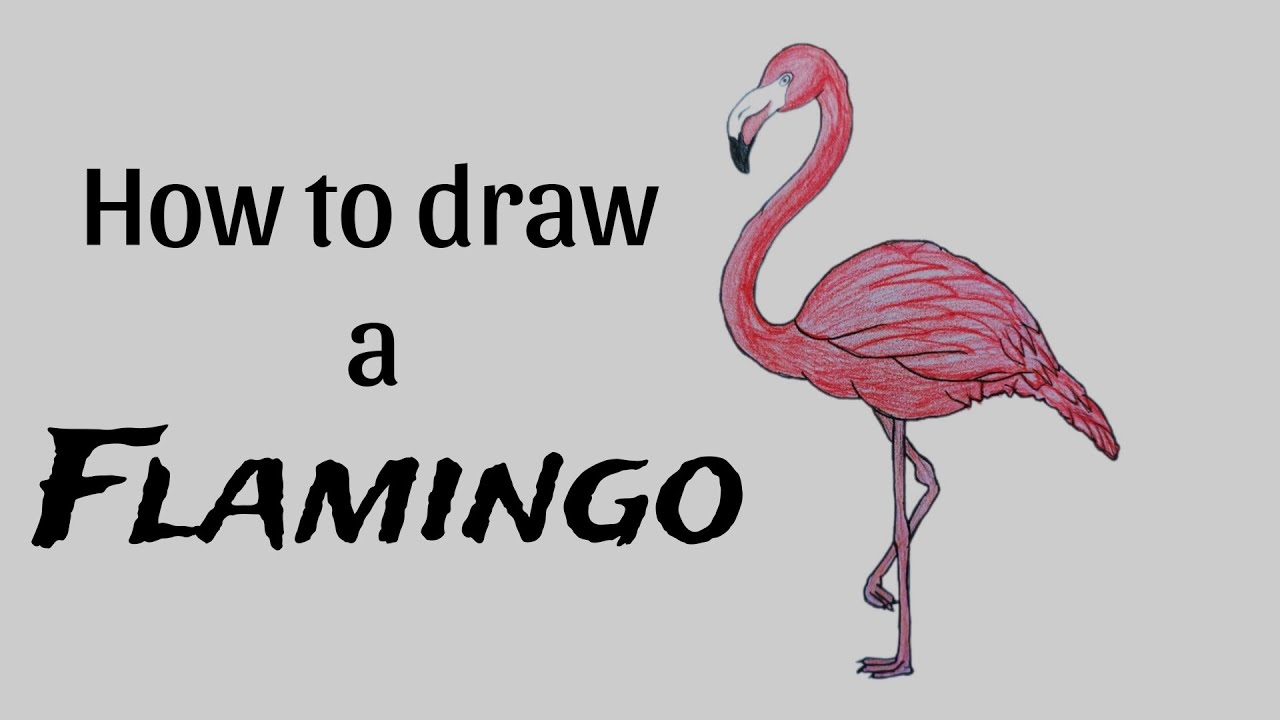 How to draw a Flamingo/ easy Flamingo drawing step by step for ...