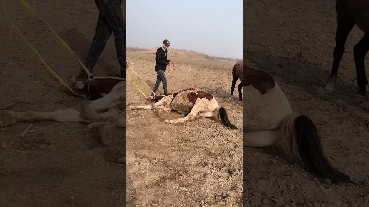 The Most Satisfying Equestrian Wild horses compilation of animal horse ...