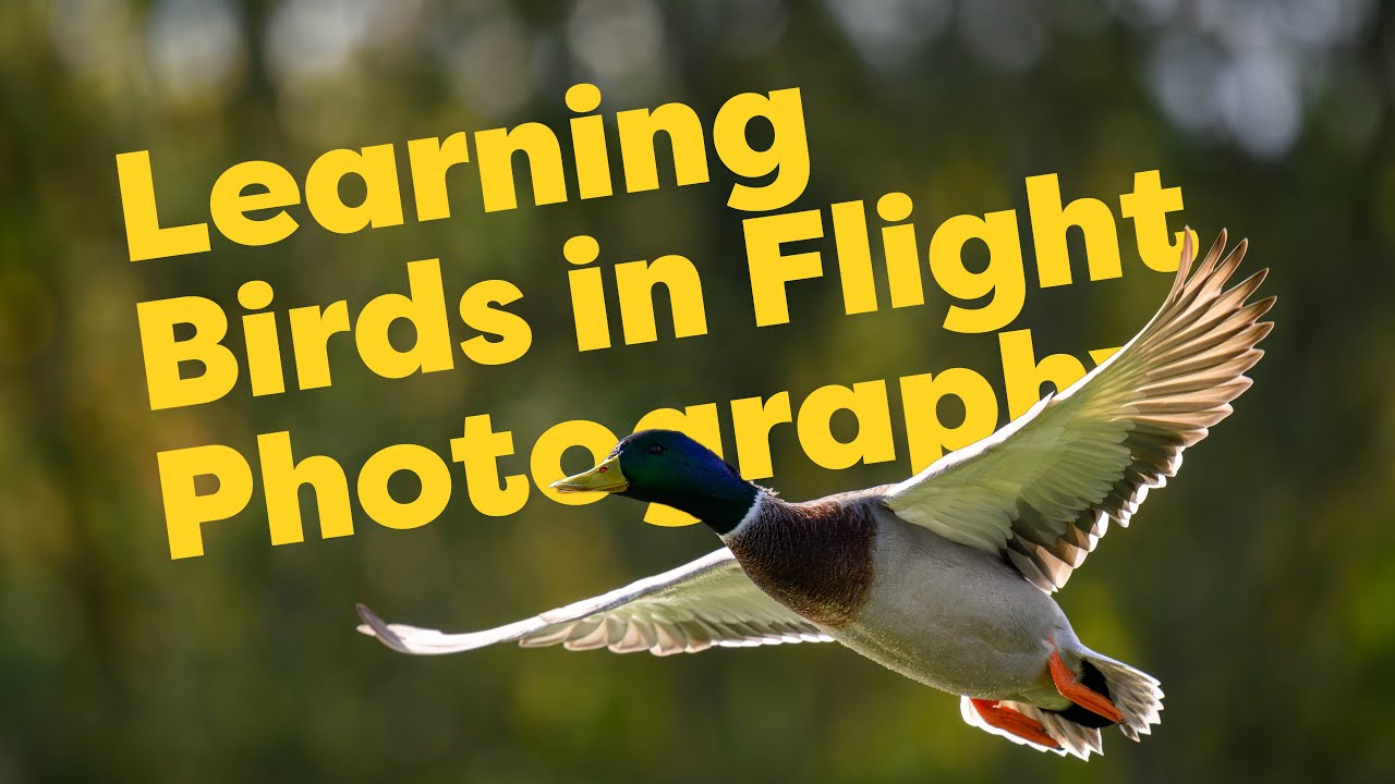 Tips for Practicing Birds in Flight Photography - A Disorganised How-to ...