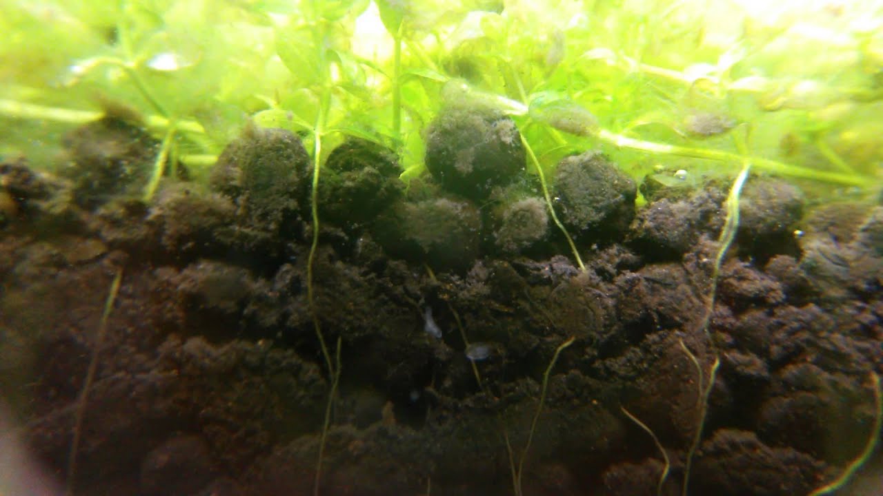 Aquarium micro organism 3 - YouTube