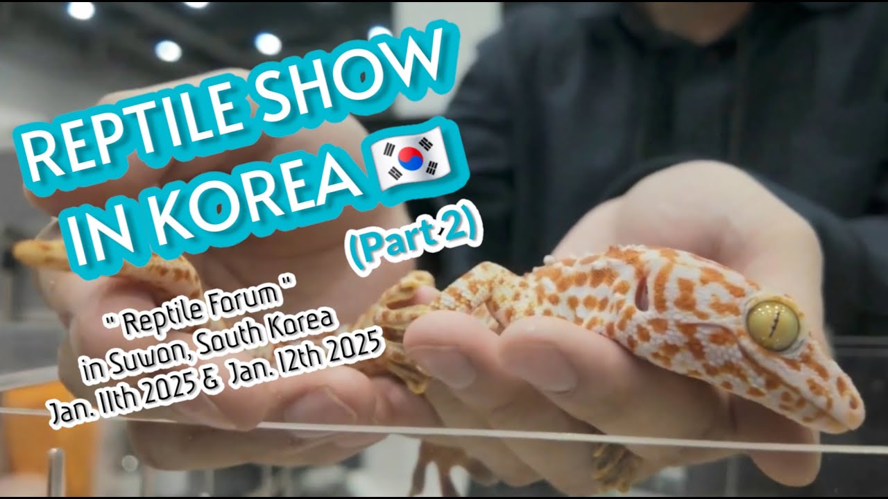 Reptile Expo "Reptile Forum" in Suwon, South Korea part. 2 - YouTube