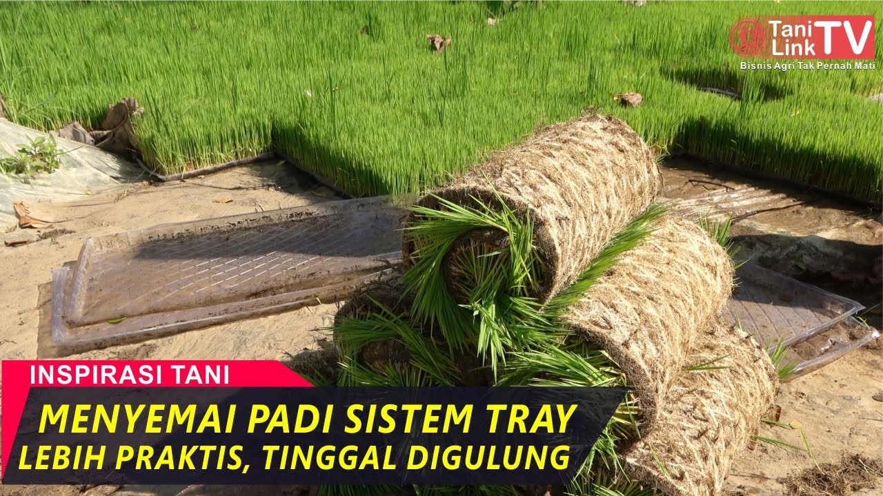 Semai Padi Dengan Sistem Tray, Lebih Modern dan Bisa di Lahan Kering ...