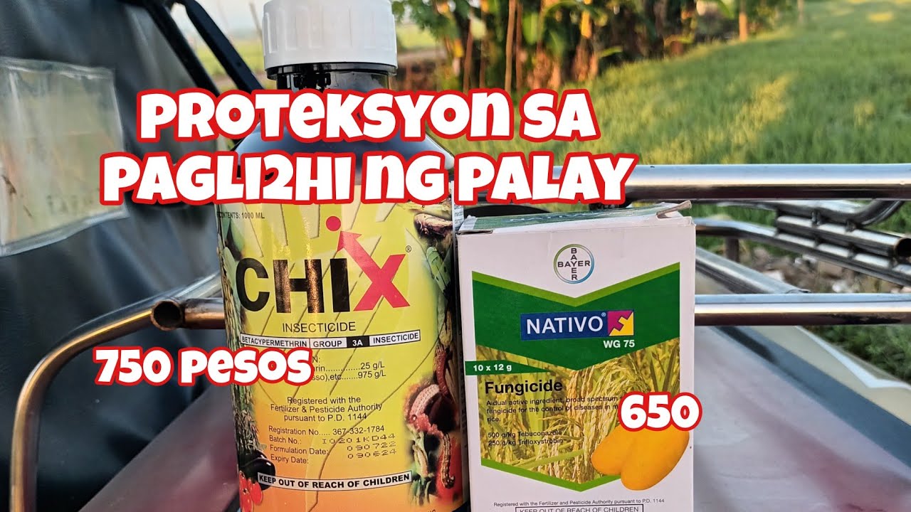 NATIVO FUNGICIDE AT CHIX INSECTICIDE MURANG PROTEKSYON SA ATING PALAYAN ...