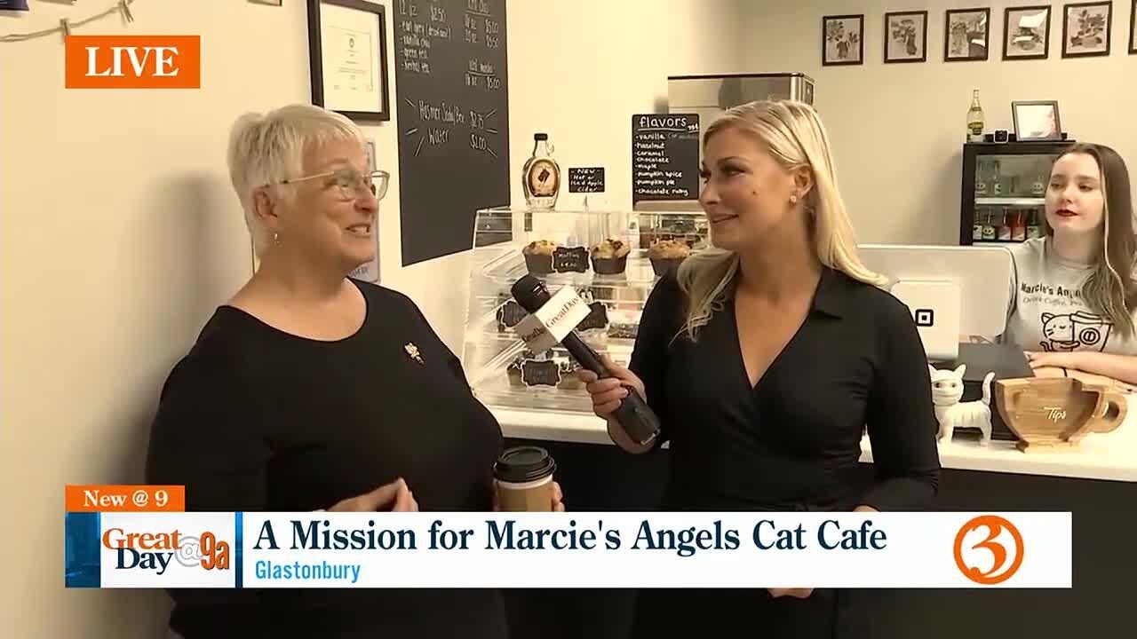 Marcie's Angels Cat Cafe - YouTube