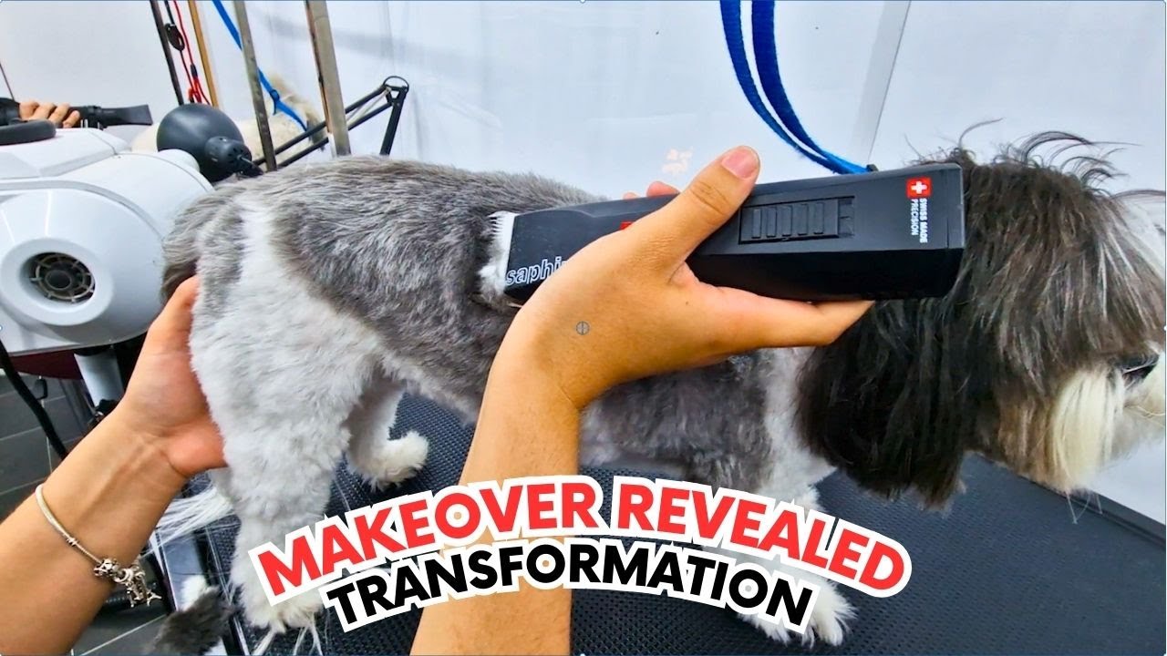 Unbelievable Dog Makeover Revealed - YouTube