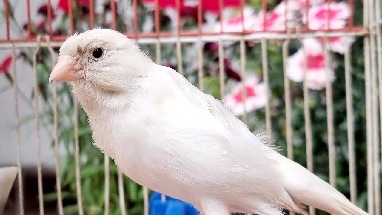 Train Your Canary Singing Never Stop - Singing Canaries Live - YouTube