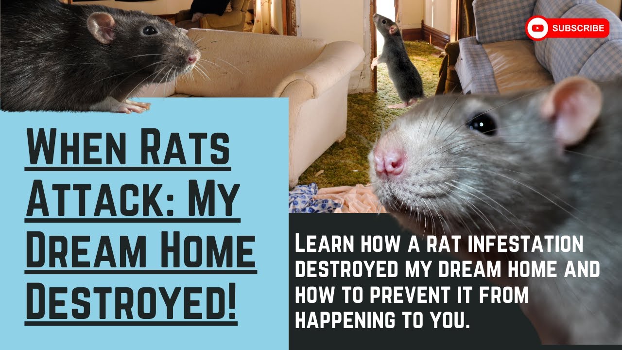 STOP RATS - Watch this because its easy with this method. - YouTube