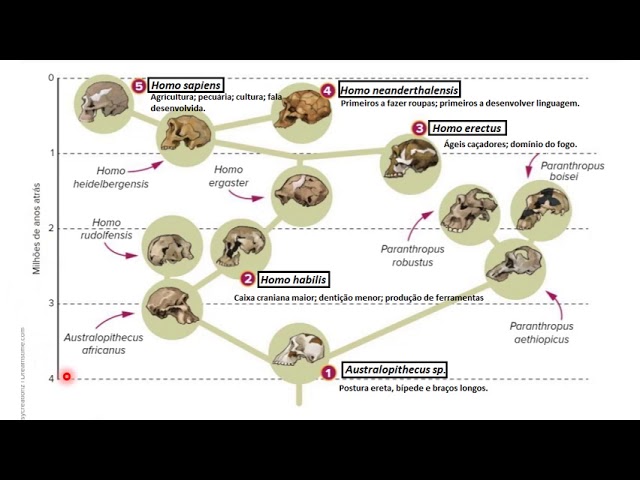 Cladograma De Primatas Com Caracteristicas