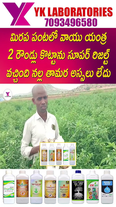 మిరప పంటలో వాయు యంత్ర 2 రౌండ్లు కొట్టాను సూపర్ రిజల్ట్ వచ్చింది నల్ల తామర అస్సలు లేదు | YK Lab ...
