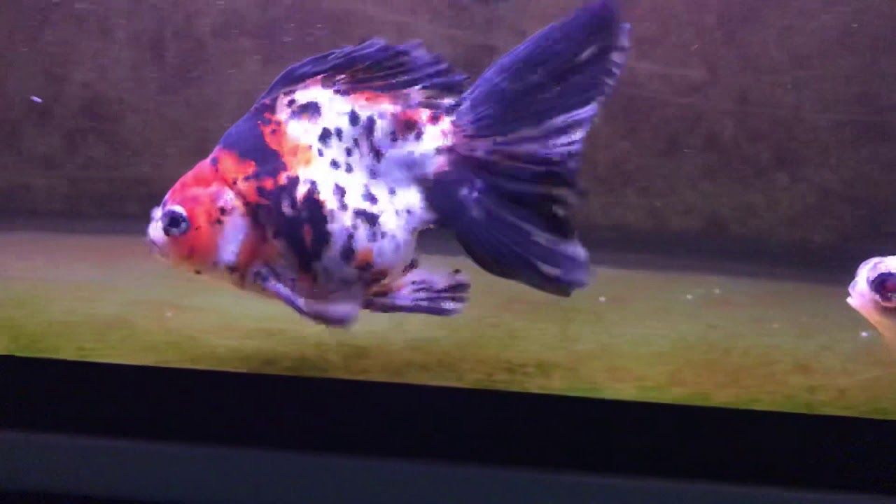 Ryukin Broadtail y Demekin, Goldfish Importados!! 🤩🤩 - YouTube