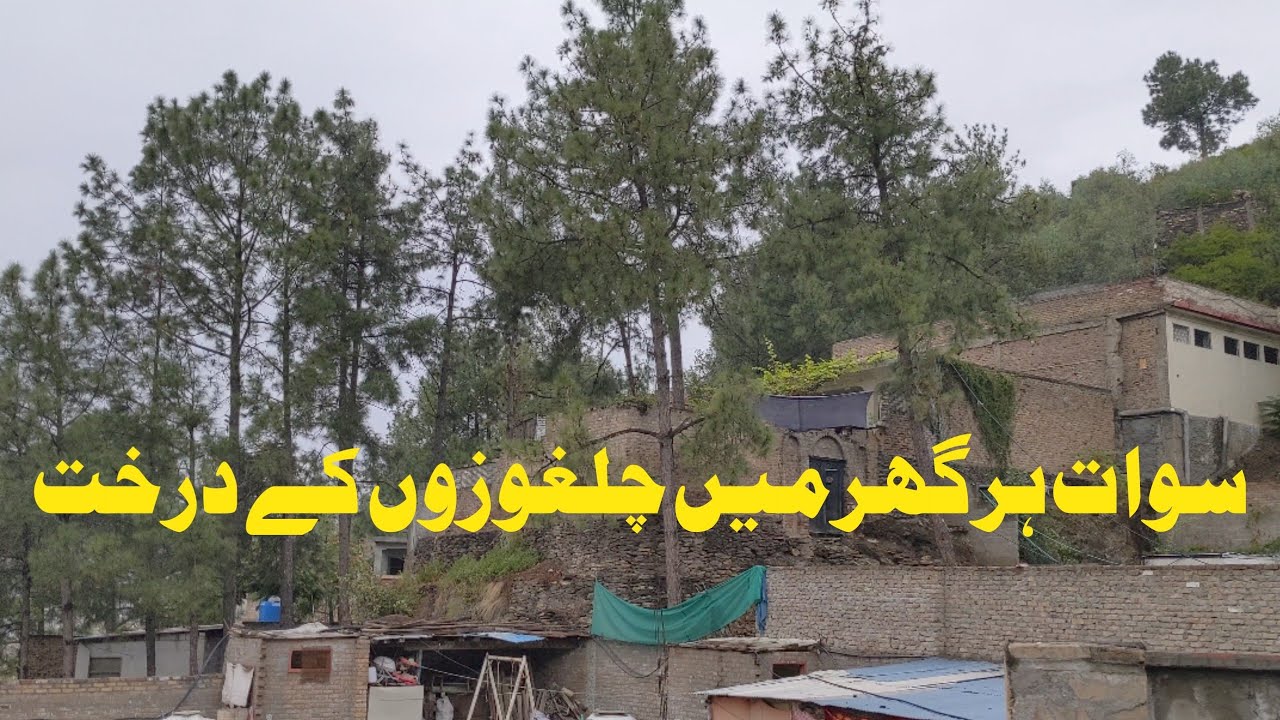 Swat Chilgoza Tree | Swat Pine Nuts Tree| Travel With Family Swat to ...