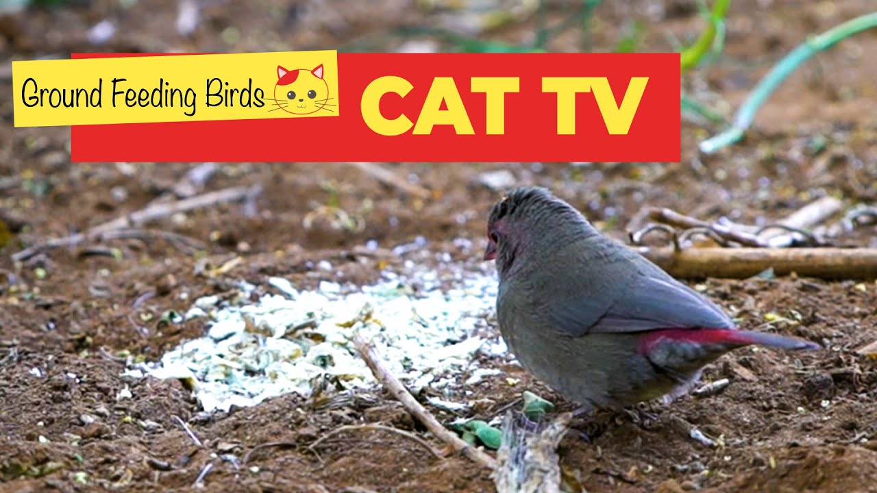 Beautiful Ground Feeding Birds (Relaxing Video forCats) - YouTube