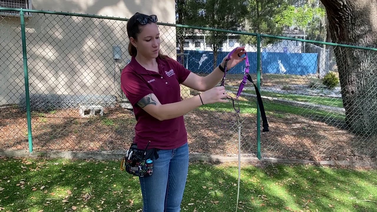 How To Use the EASY WALK Harness - YouTube